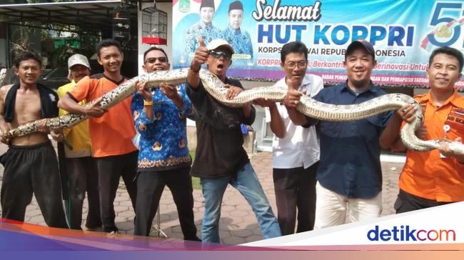 Heboh Ular Piton 4 Meter Bersarang di Gudang Kantor Pajak Pasuruan Heboh Ular Piton 4 Meter Bersarang di Gudang Kantor Pajak Pasuruan