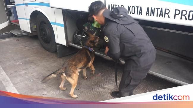 Anjing Pelacak BNN Cek Barang Bawaan Pemudik di Terminal Mengwi