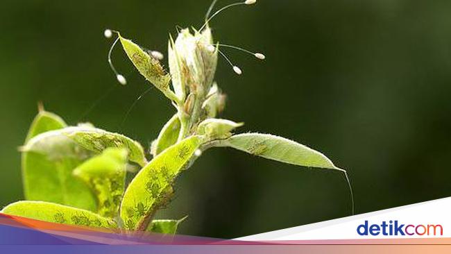 Bunga Udumbara, Bunga Mungil yang Mekar Setiap 3000 Tahun Sekali