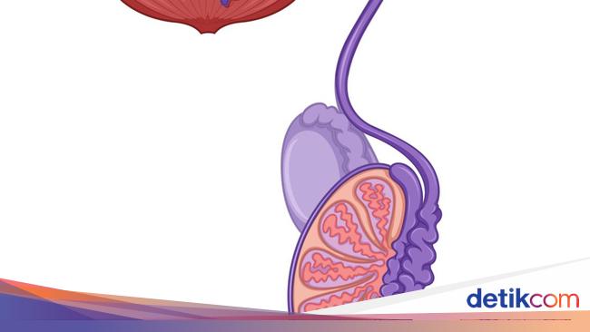 Mengenal Testis Serta Bagian untuk Produksi Sperma dan Testosterone