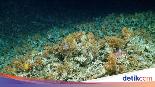 Potret Terumbu Karang Kuno di Kepulauan Galapagos