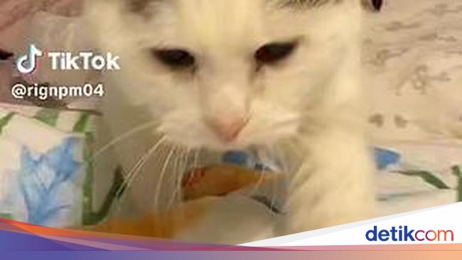 Gaya Hidup Kucing Tua Ini Bikin Banyak Orang Heran