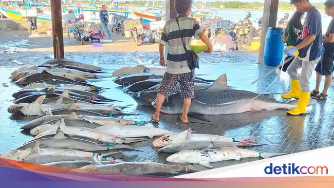 Wow! Nelayan Lombok Timur Tangkap Puluhan Ekor Hiu Sekali Melaut