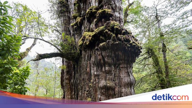 6 Pohon Tertua di Bumi, Usianya Ada yang 4.900-an Tahun