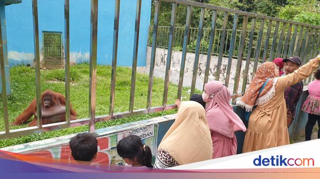 Harga Tiket Masuk Medan Zoo dan Jam Operasionalnya