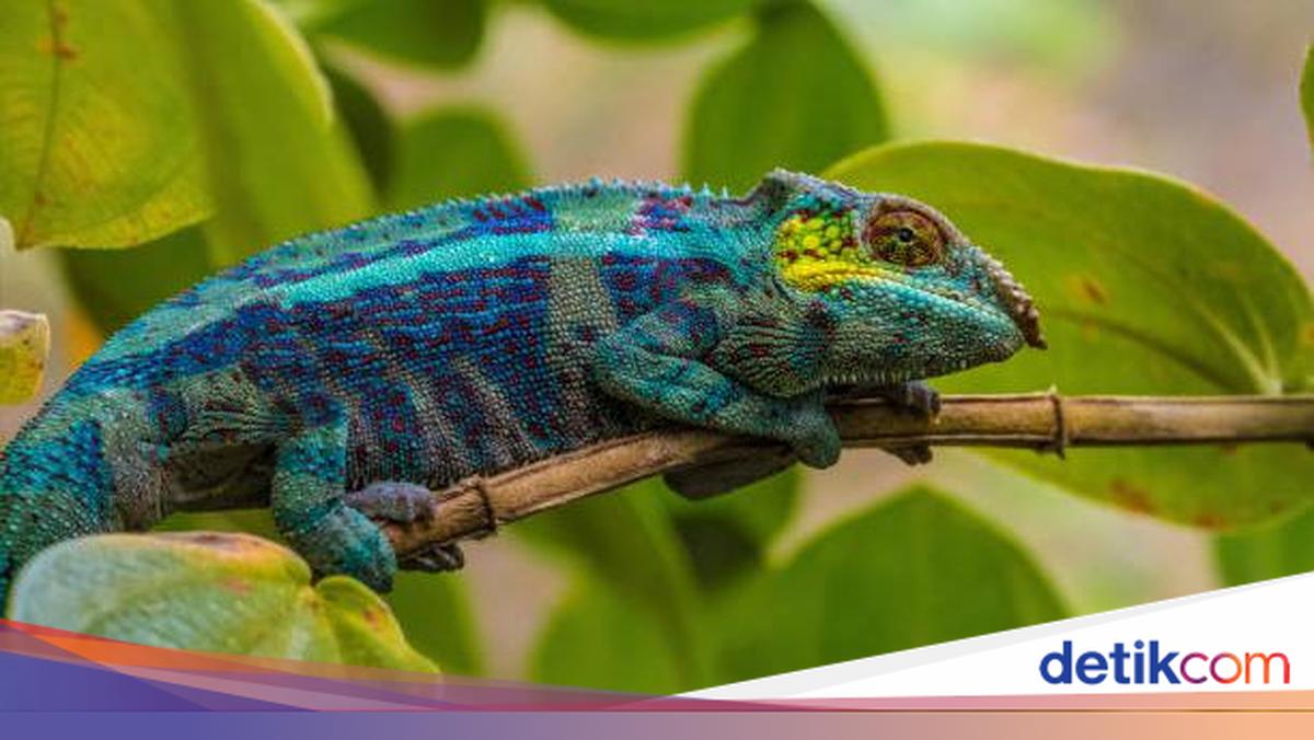 Bunglon Tidak Berubah Warna Mengikuti Latar Tempatnya, Lalu Apa?