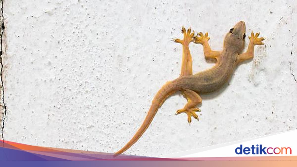 Penyebab dan Cara Cegah Cicak Masuk Rumah