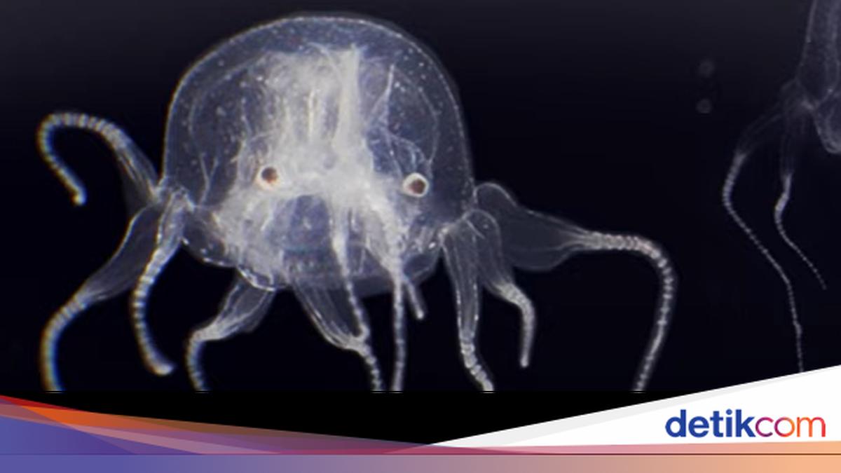 Penemuan Spesies Ubur-ubur Kotak Baru di Negara Ini, Punya 24 Mata