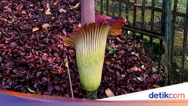 Bunga Bangkai Raksasa Mekar di Penghujung Libur Lebaran