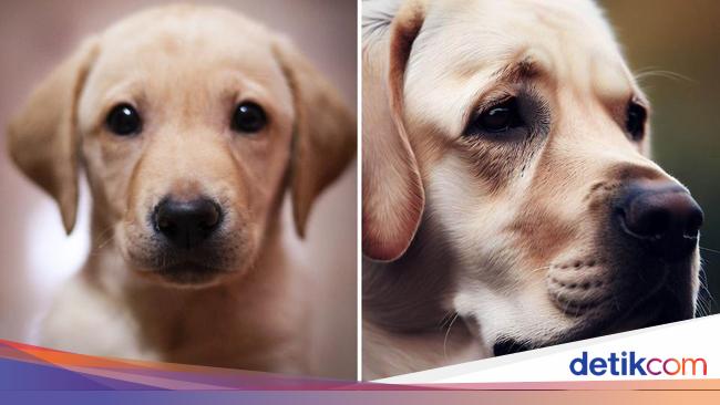 Tebak Gambar! Mana Anjing yang Sungguhan dan AI?