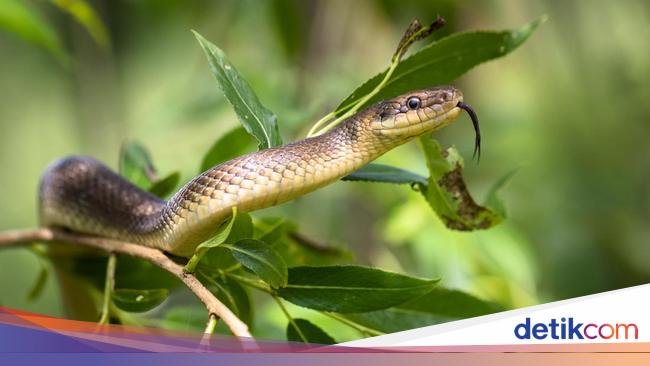 Membunuh Ular dalam Islam, Apakah Diperbolehkan?