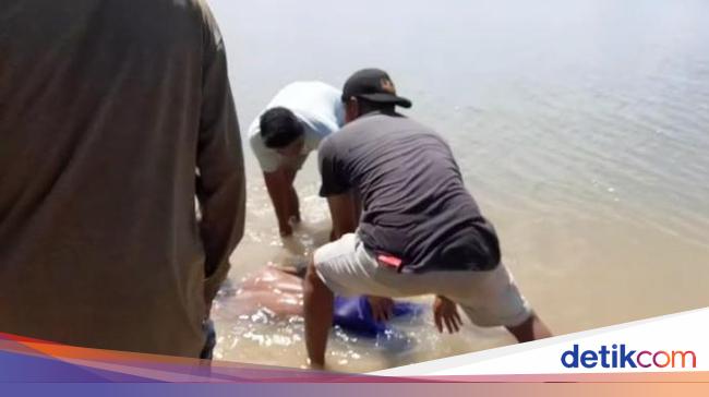 Pria di Lombok yang Hilang Saat Menyelam Ditemukan Tewas-Kaki Putus