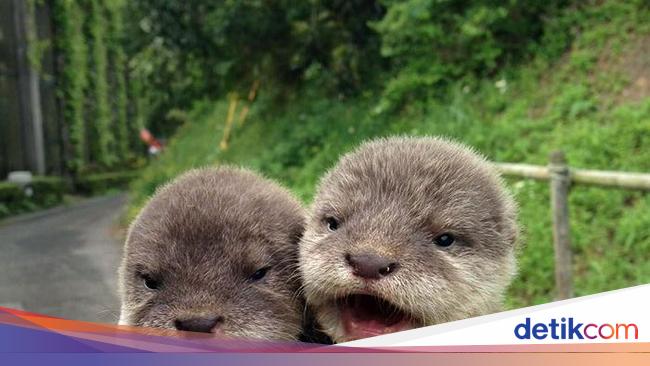 Gemas! Potret Bayi Hewan Lucu Banget