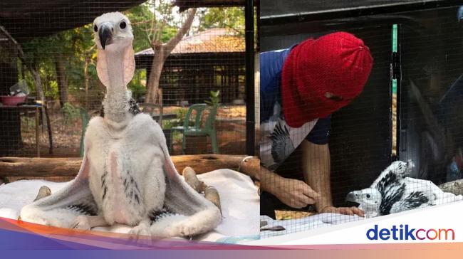 Thailand Sukses Membiakkan Burung Nasar Kepala Merah, Pertama dalam 30 ...