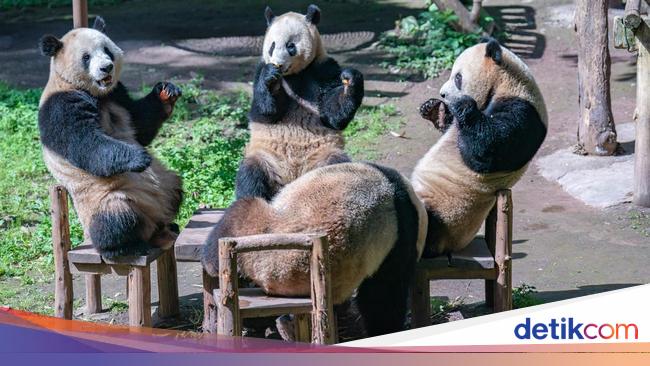 Potret Panda di China Asyik 'Nongkrong' Bareng