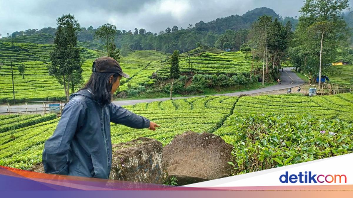 Ulah Wanita Bercadar Pamer Kemaluan di Kebun Teh Ciwidey hingga Polisi Usut