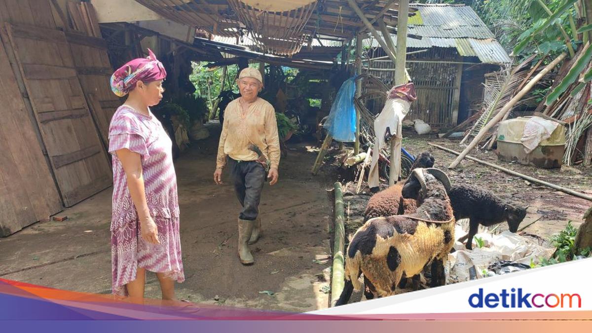 5 Fakta Hewan Diduga Ajag yang Berakhir Ditembak