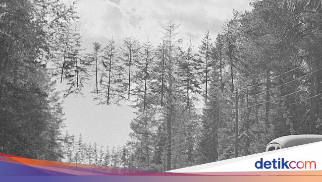 Foto Zaman Perang Dunia II Tampilkan Finlandia Punya 'Hutan Mengambang'