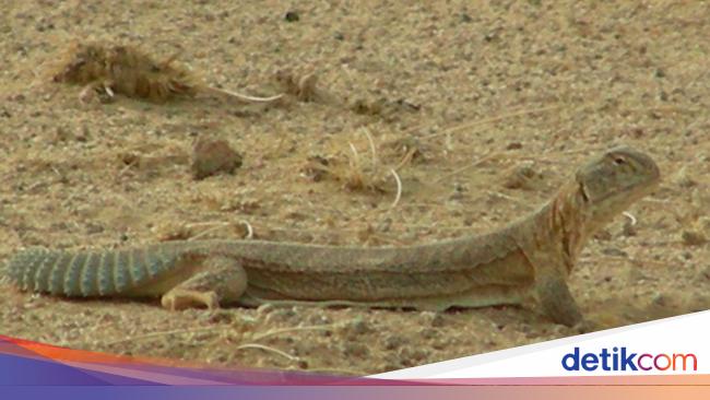 Kadal Gurun Terancam Punah Diburu Jadi Obat Kuat Pria