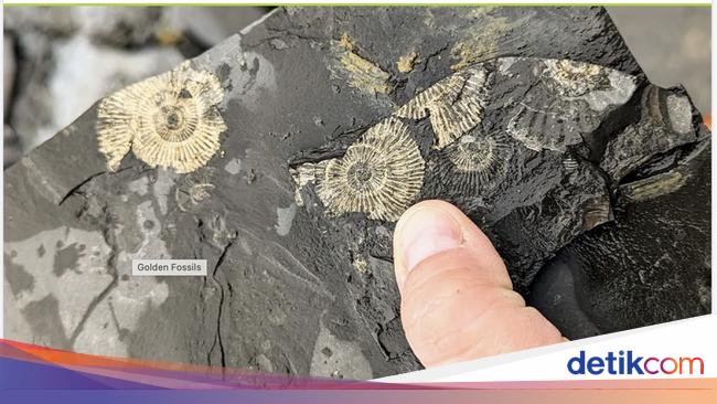 Fosil Emas Ungkap Cara Hewan Purba Bisa Jadi Fosil Utuh