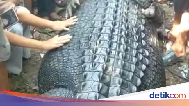 Ngeri! Buaya Raksasa yang Resahkan Nelayan Pantai Awang Ditangkap