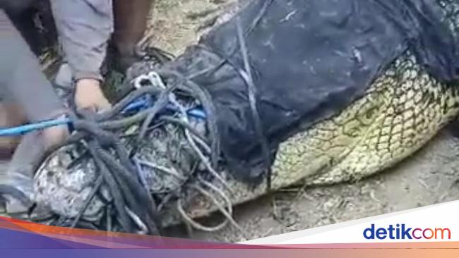 Penampakan Buaya Muara Raksasa di Pantai Awang yang Bikin Resah