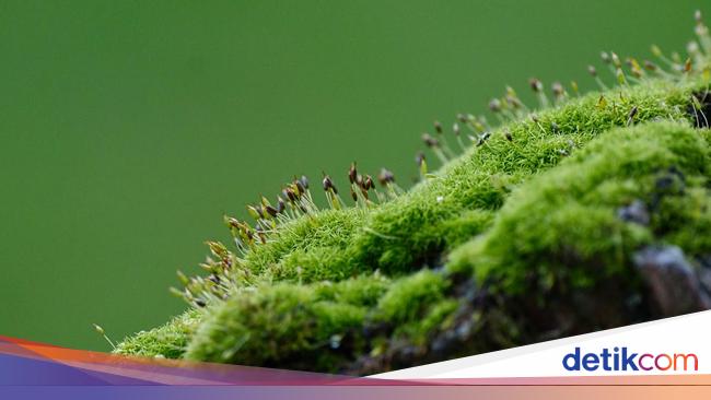 Mengenal Tumbuhan Lumut, Ciri-ciri, dan Klasifikasinya
