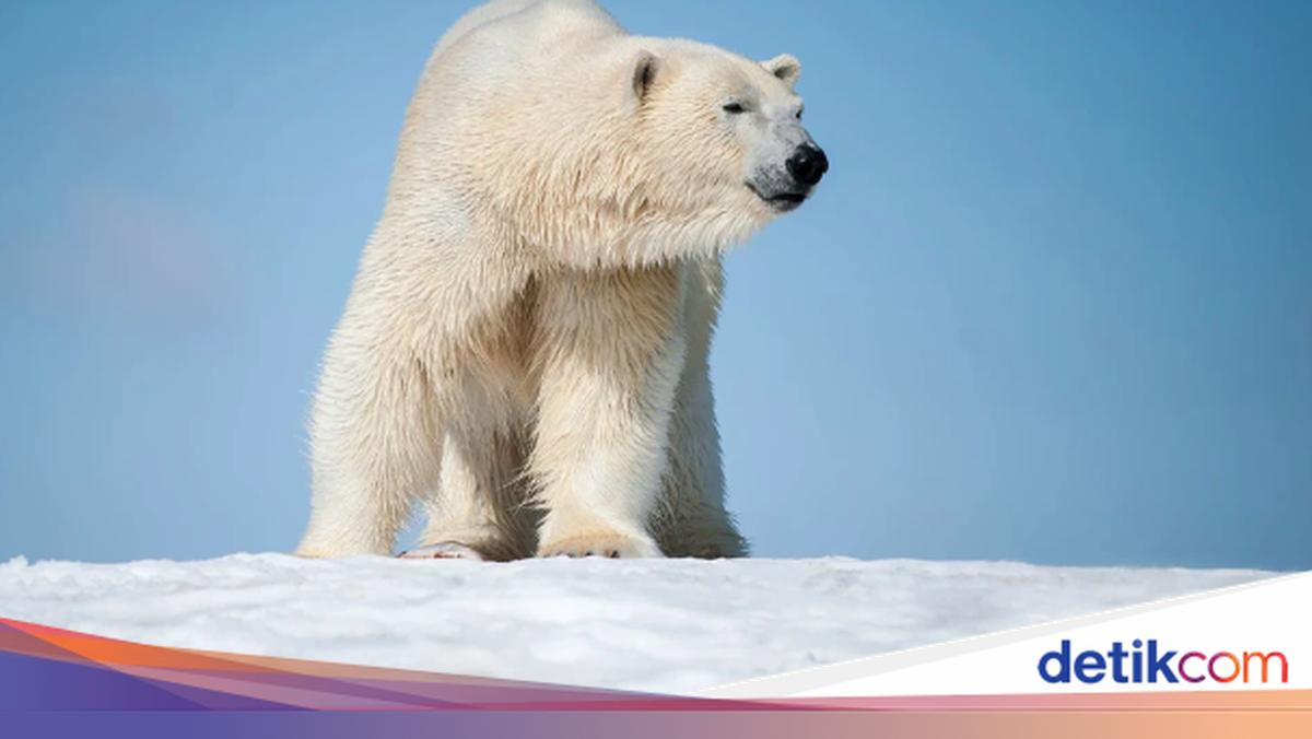 10 Hewan yang Melakukan Kanibalisme, Buaya hingga Beruang Kutub