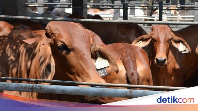 Pernah Lihat Ring di Hidung Sapi? Begini Fungsinya