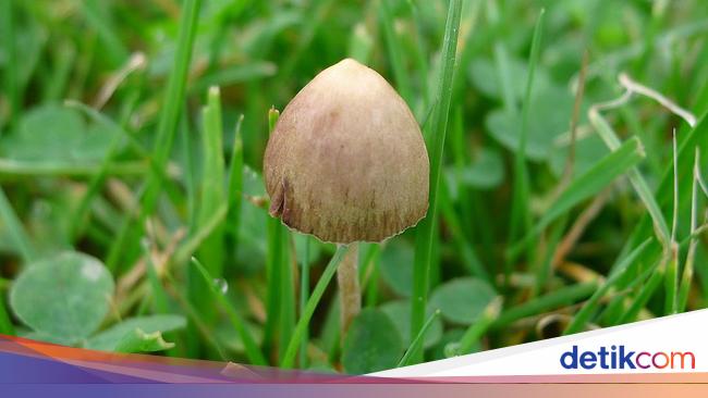 Magic Mushroom Bisa Menyembuhkan Buta Warna? Begini Kata Peneliti
