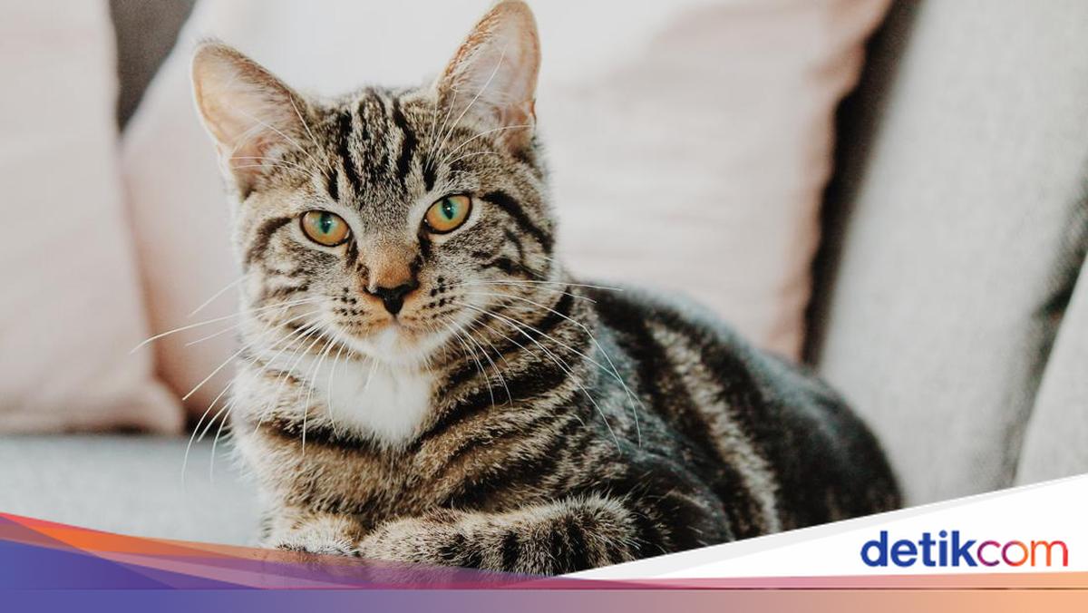 Menabrak Kucing Tidak Sengaja Pertanda Apa? Ini Penjelasan Mitosnya