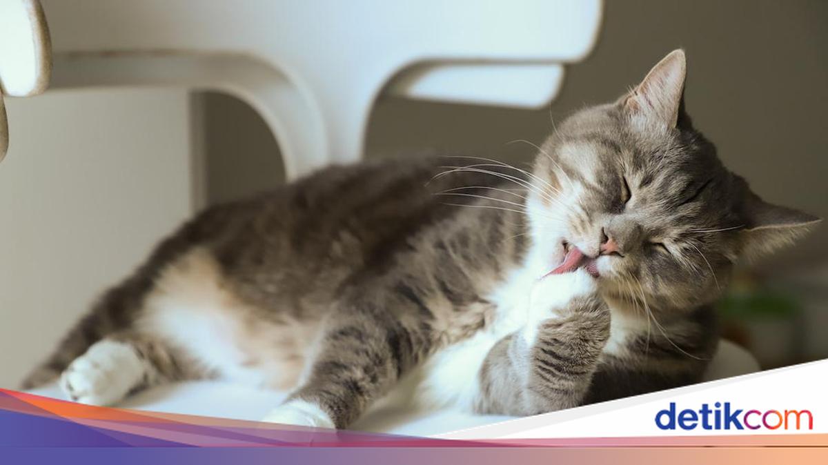 7 Fakta Menarik Tentang Kucing, Sudah Tahu Belum?