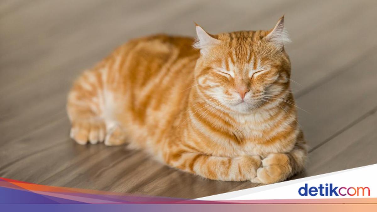 Fakta Menarik Kucing Oren dan Putih yang Bikin Gemas