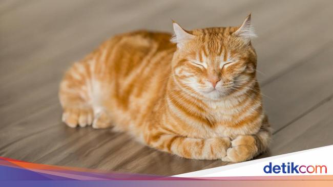 Mengapa Kucing Mendengkur? Ini Penjelasan Ilmiahnya Mengapa Kucing Mendengkur? Ini Penjelasan Ilmiahnya