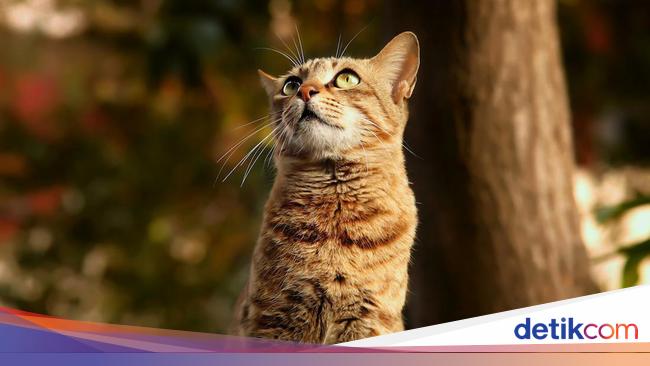Aksi Sadis Tancap Bangkai Kucing ke Pohon di Malang, Ini 4 Faktanya