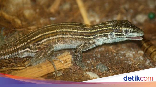 Ragam Cara Kadal Berkembang Biak, Sudah Tahu?
