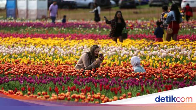 Cantiknya Warna-warni Bunga Tulip Bermekaran di Kanada