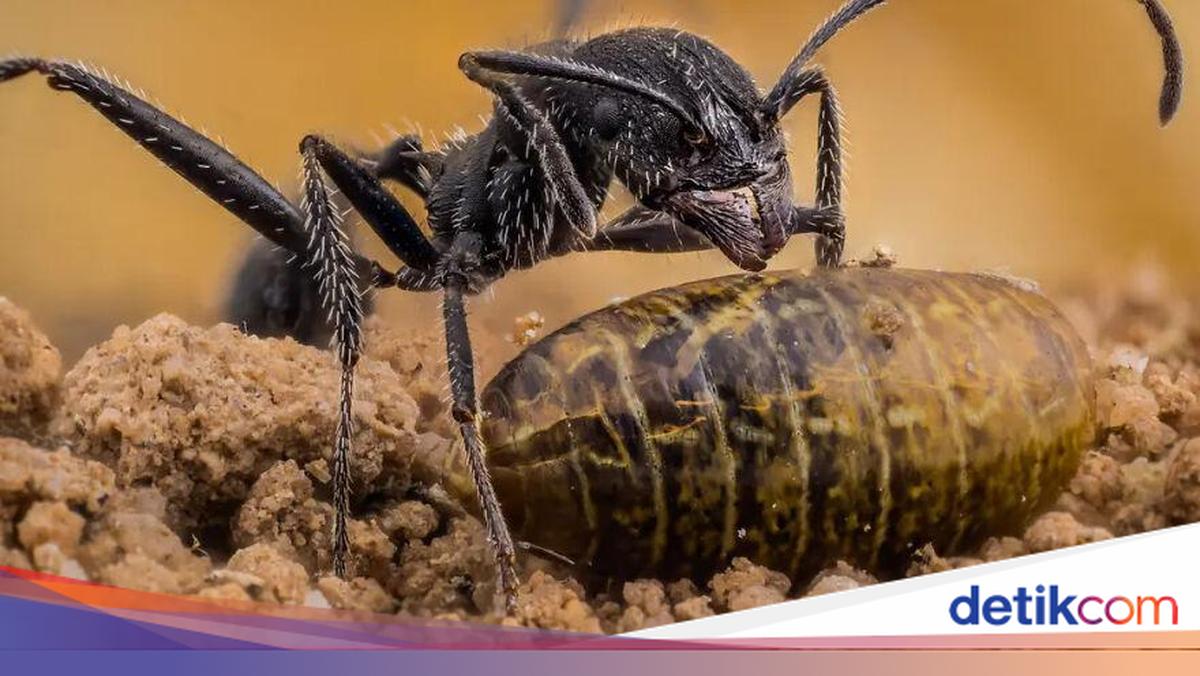 Serangga Tanah: Sekutu Tersembunyi Petani untuk Jaga Keseimbangan Ekosistem