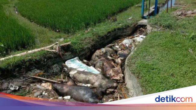 Awal Mula Virus ASF Masuk Luwu Timur hingga 14.756 Babi Mati dalam Sebulan