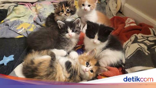 100 Ide Nama Kucing Unik dan Lucu, Menggelitik!