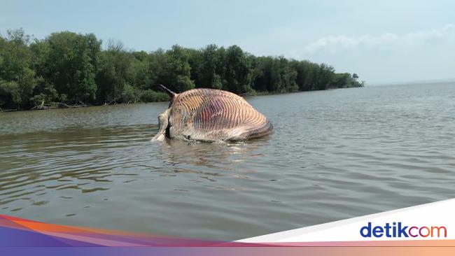 Paus Balin Ditemukan Mati Terdampar di Bibir Pantai Kejawan Tambak Surabaya