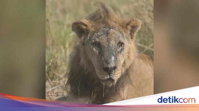 Sedih, Singa Tertua di Dunia Mati Dibunuh Warga
