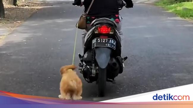 Viral Aksi Pemotor Seret Anjing di Bali, Ini 3 Hal yang Diketahui