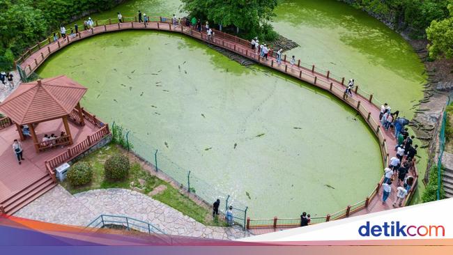 Ini Dia Pusat Penangkaran Buaya Terbesar di China