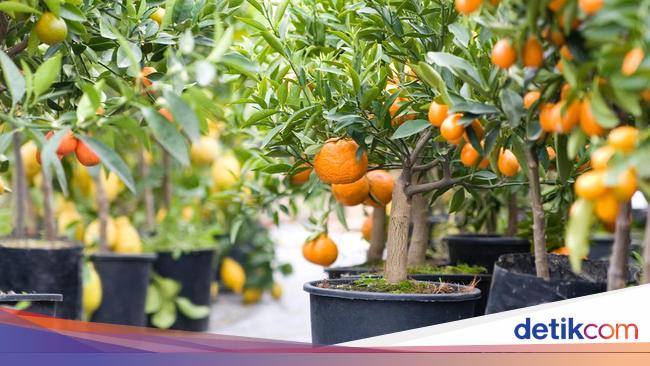 9 Manfaat Jeruk untuk Kesehatan, Apa Saja?