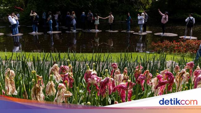 Cuaca Ekstrem Bikin Ladang Bunga Tulip di Belanda Layu