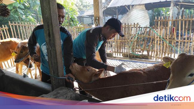 200 Ekor Sapi di Kota Blitar Divaksin Cegah Penyakit LSD