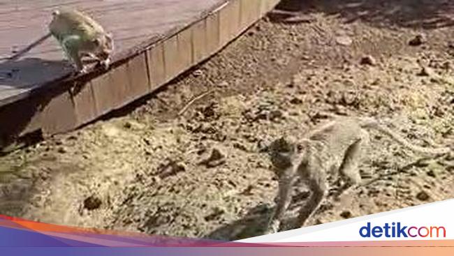 Monyet Ekor Panjang Turun ke Wisata Mangunan Bantul, Begini Kata Pengelola Monyet Ekor Panjang Turun ke Wisata Mangunan Bantul, Begini Kata Pengelola