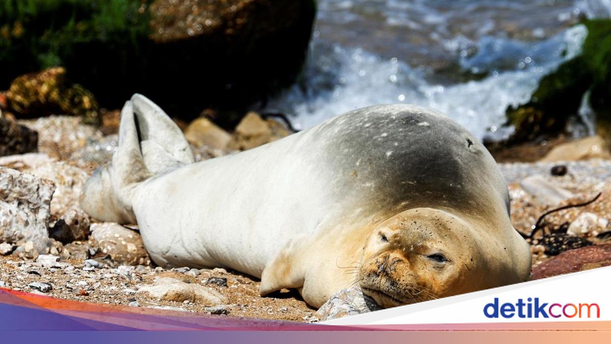 Potret Anjing Laut Langka Muncul di Pantai Israel