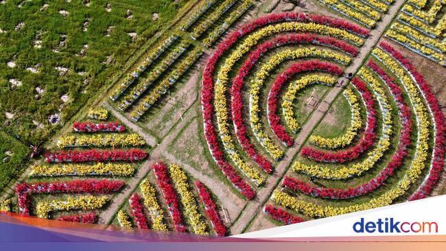 Indahnya Wisata Hamparan Bunga di Gorontalo